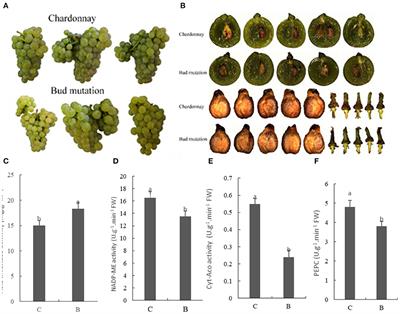 Frontiers | Profiling Analysis of Volatile and Non-volatile Compounds in Vitis Vinifera Berries ...